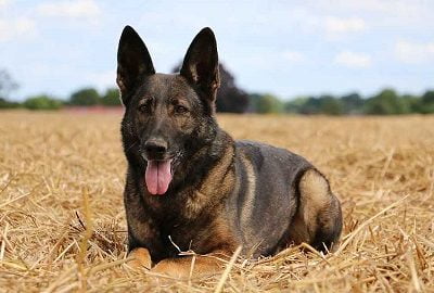 Mezcla de Pastor Alemán y Belga Malinois (Shpeinois): Una guía completa ...