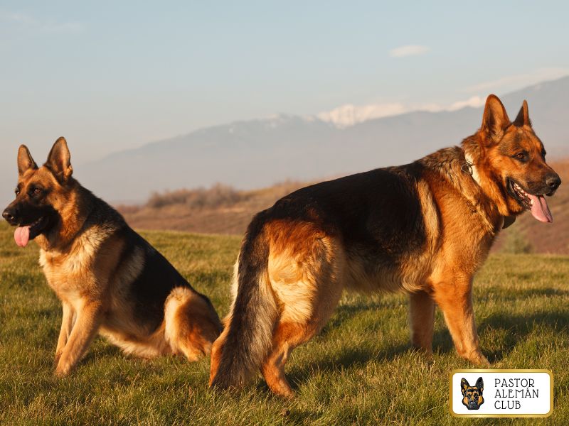 Pastor Negro Americano