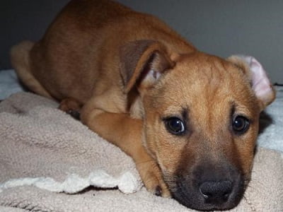 Mezcla de pastor alemán Black Mouth Cur: Perfil completo, historia y ...