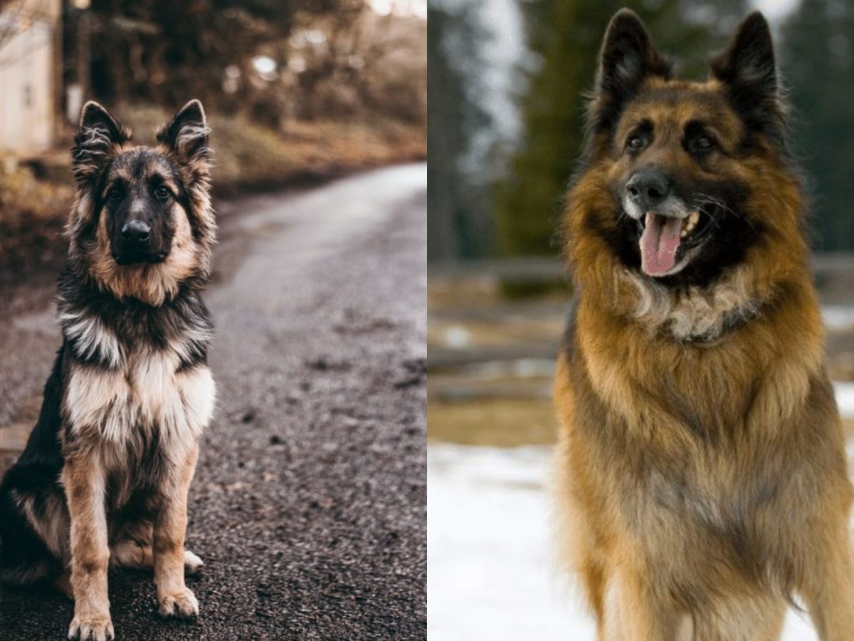 Pastor alemán vs. Pastor real: Comparación de razas de perros - Pastor ...