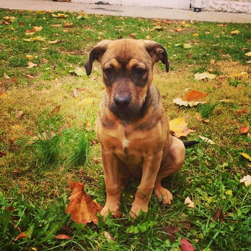 Rhodesian Ridgeback mezcla de pastor alemán: Perfil completo, historia ...