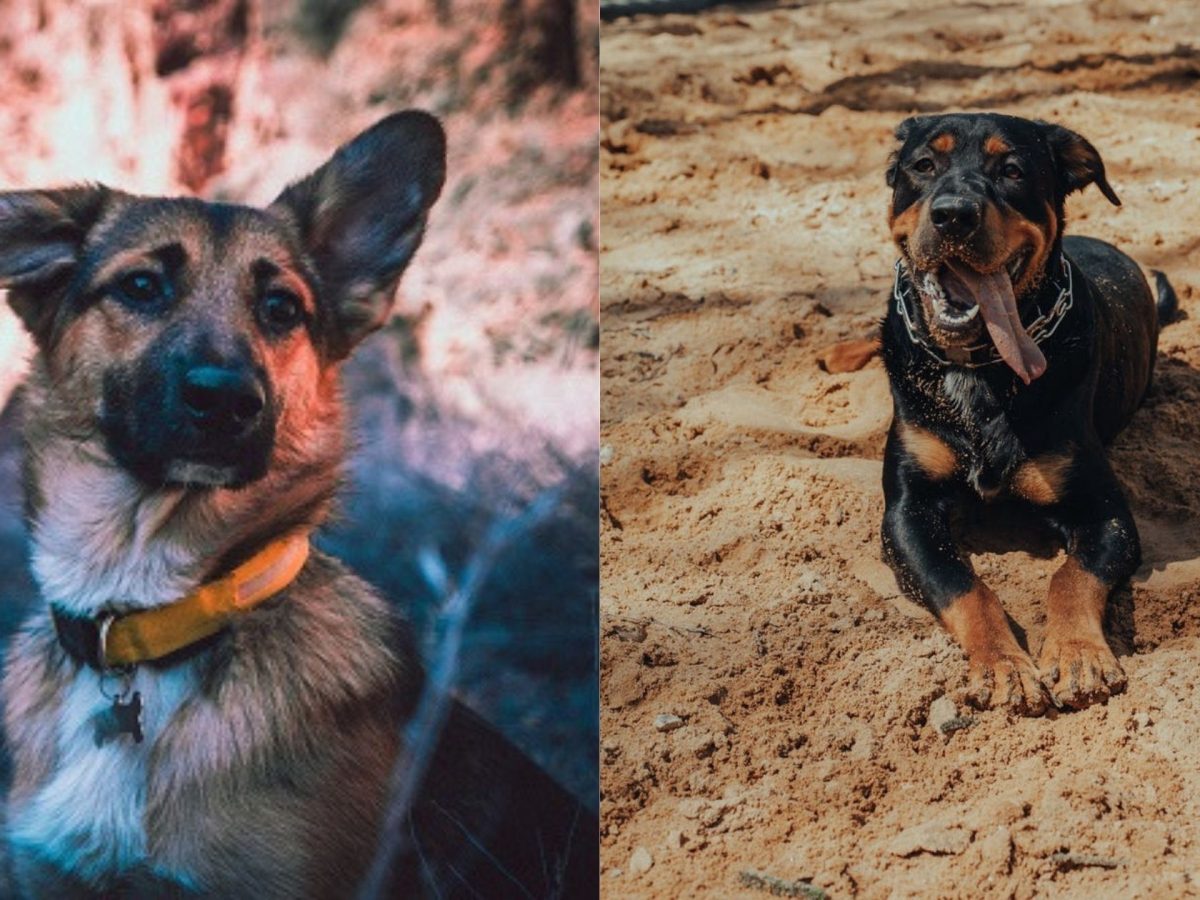 Rottweiler vs. Pastor Alemán: Comparación de razas de perros - Pastor ...